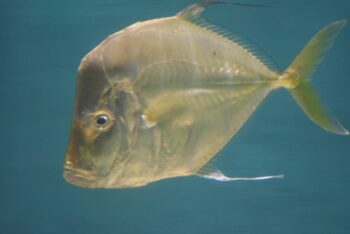 How To Catch Lookdown: Tips & Tricks From The Captain – Fish Investigator